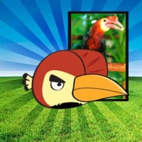 Real-Life Angry Birds: 10 of the Most Endangered Birds in the ...