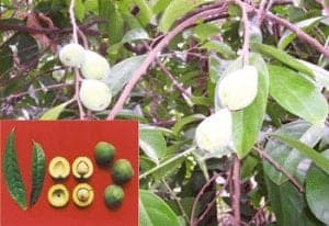 7 Philippine Fruits You Probably Don't Know - FilipiKnow