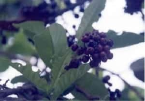 7 Philippine Fruits You Probably Don't Know - FilipiKnow