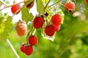 7 Philippine Fruits You Probably Don't Know - FilipiKnow